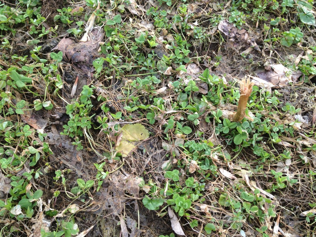 Imperial Whitetail Clover Spring Re-Growth – Mink Hollow Farm