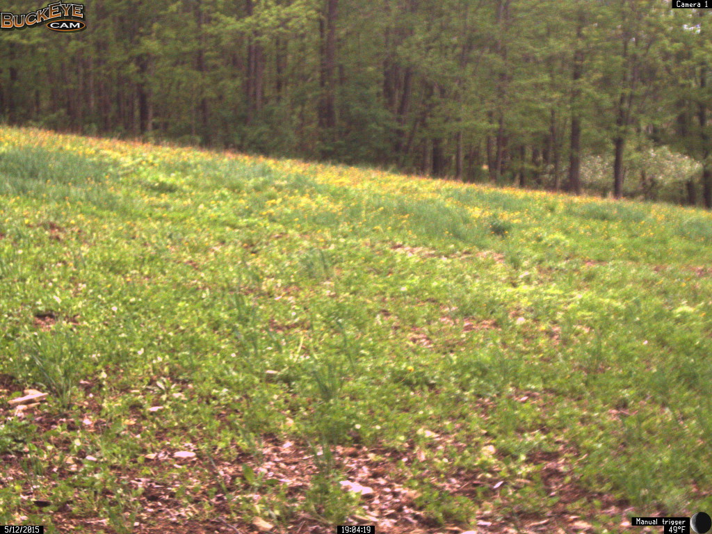 Fall Planted Whitetail Clover Spring Green-up – Mink Hollow Farm