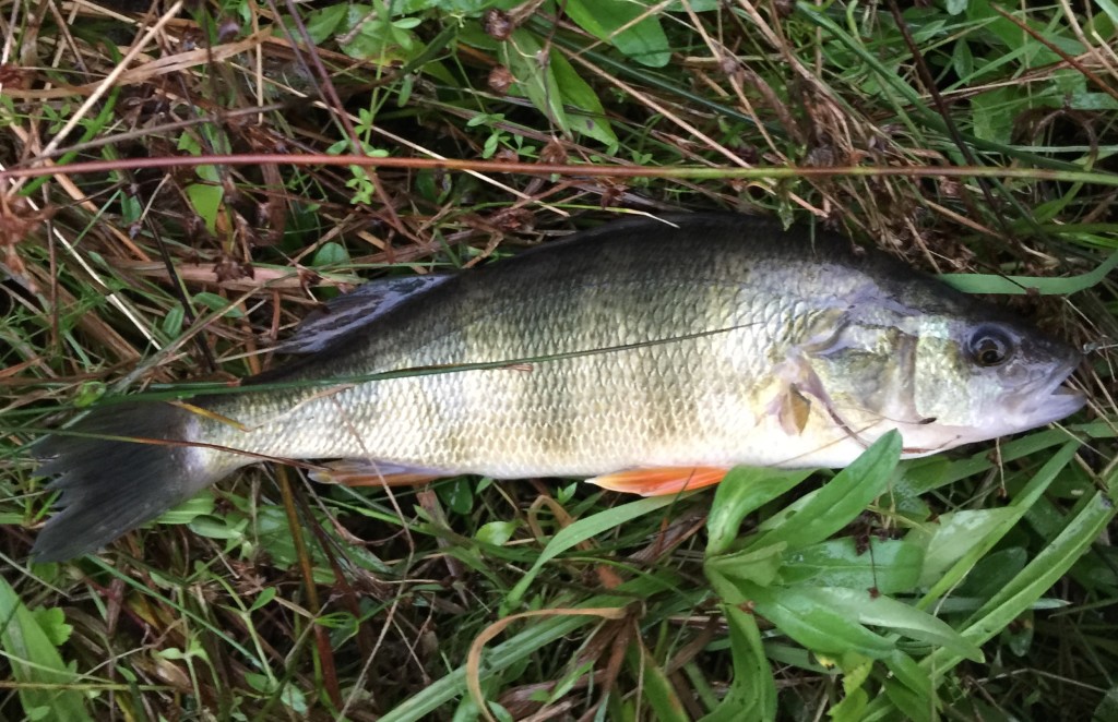 Stocking Bluegills and Perch in the Pond – Mink Hollow Farm