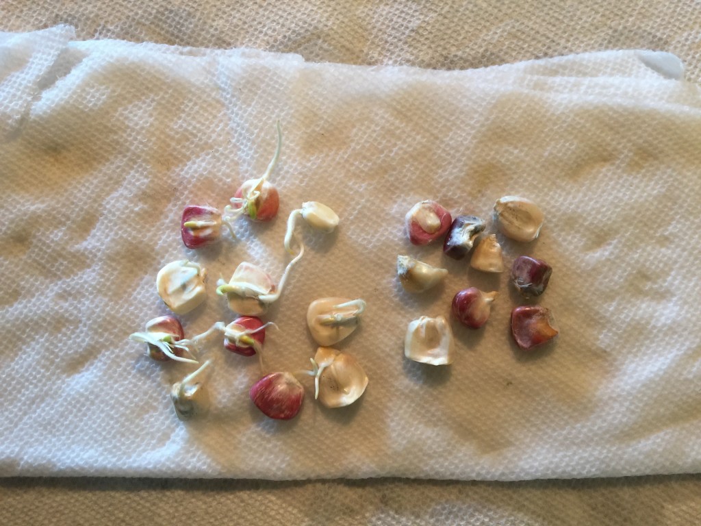 Simple Germination Test – Mink Hollow Farm