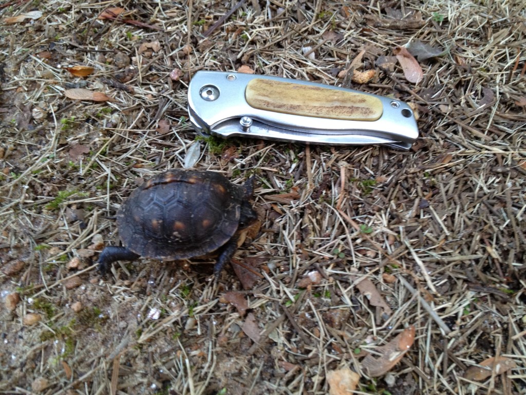 Eastern Box Turtle Hatchling – Mink Hollow Farm