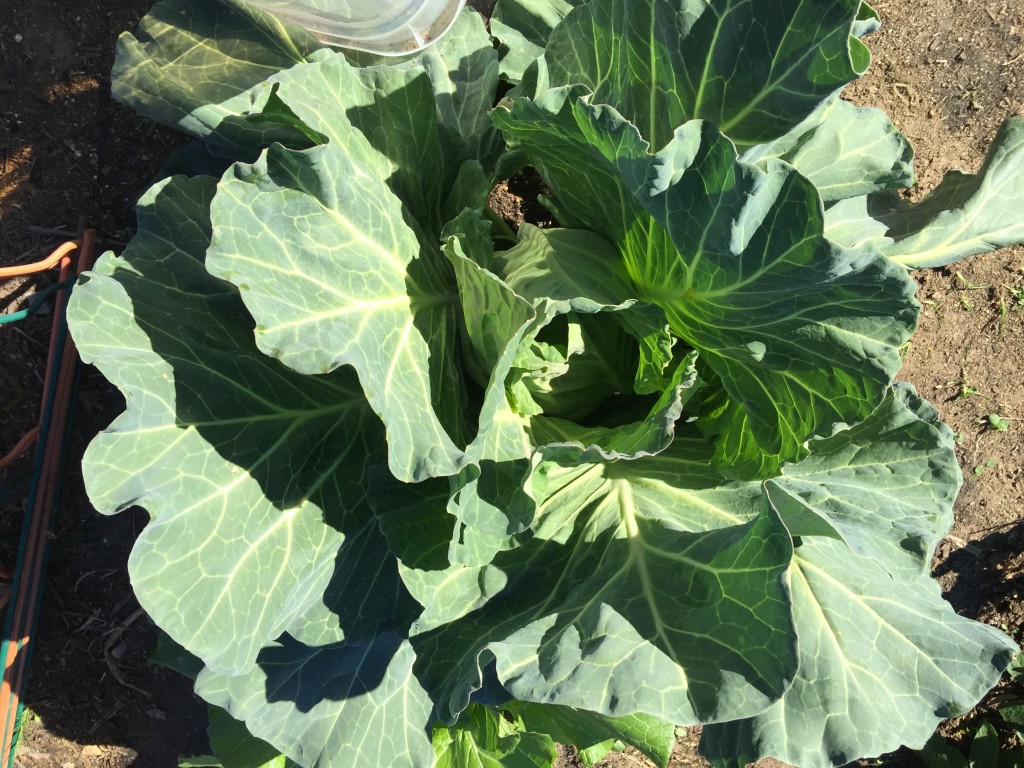 Fun Growing Cabbage in a Winter Garden in Southern California – Mink ...