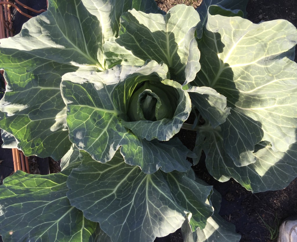 Fun Growing Cabbage in a Winter Garden in Southern California – Mink ...