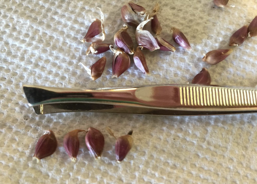 Planting Garlic using Bulbils (Bulblets) – Mink Hollow Farm