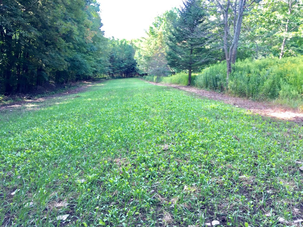 Fall Food Plots – Trying New Seed Mixes – Mink Hollow Farm
