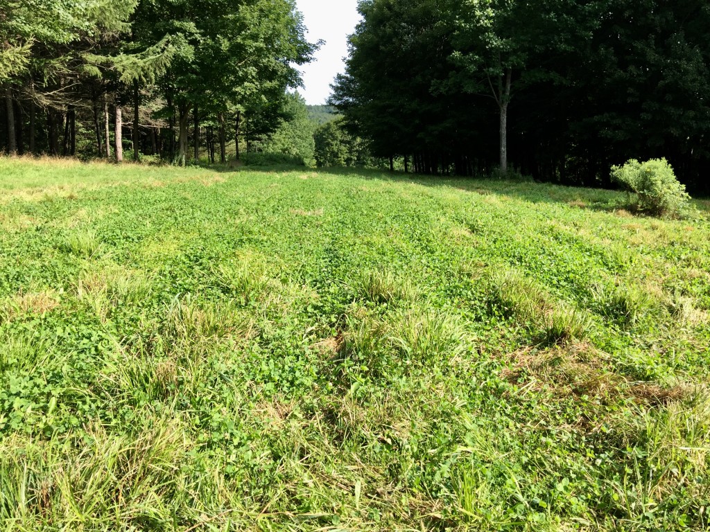 Fall Food Plots – Trying New Seed Mixes – Mink Hollow Farm