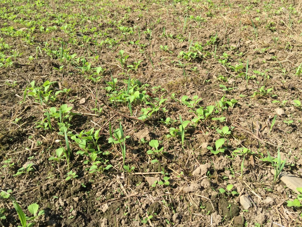 Fall Food Plots – Trying New Seed Mixes – Mink Hollow Farm