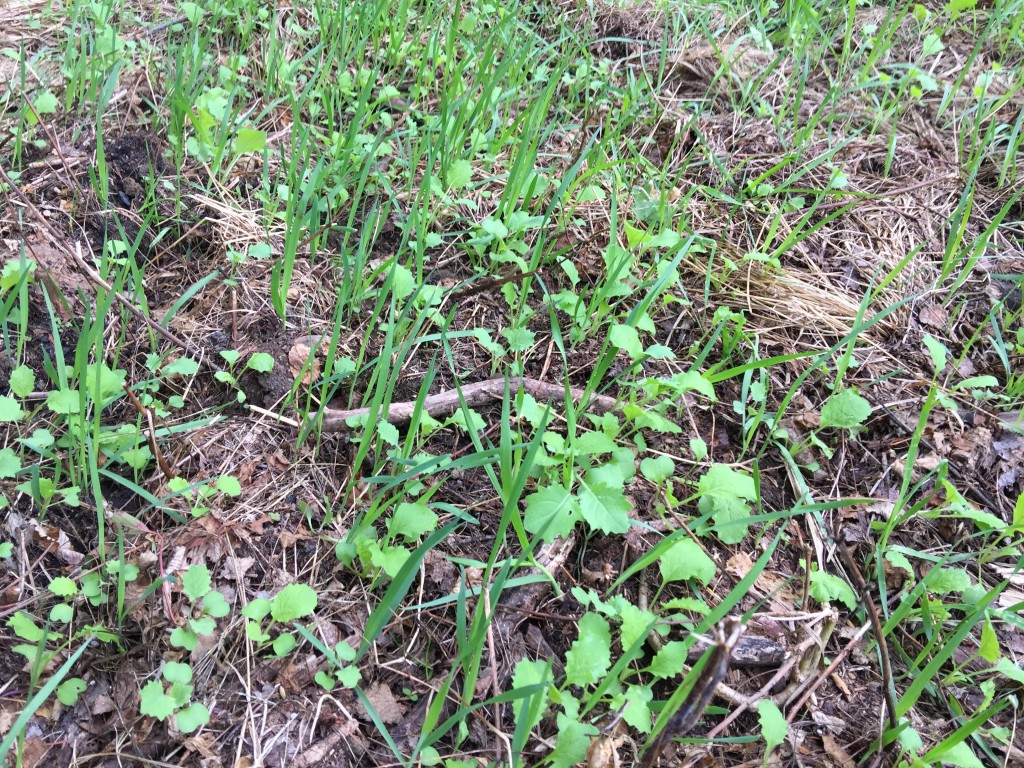 Fall Food Plots – Trying New Seed Mixes – Mink Hollow Farm