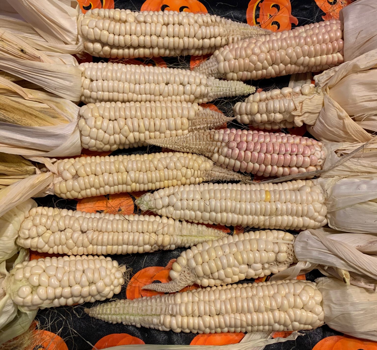 Seneca Round Nose Corn #1 – Mink Hollow Farm