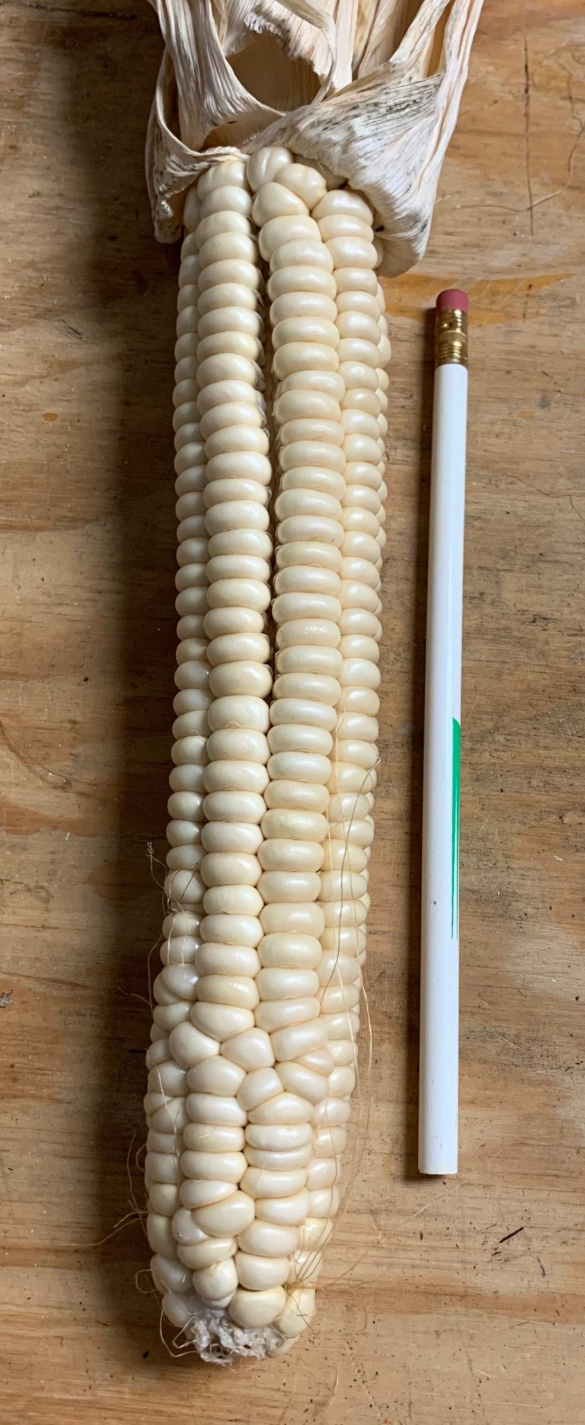 Seneca Round Nose Corn #1 – Mink Hollow Farm